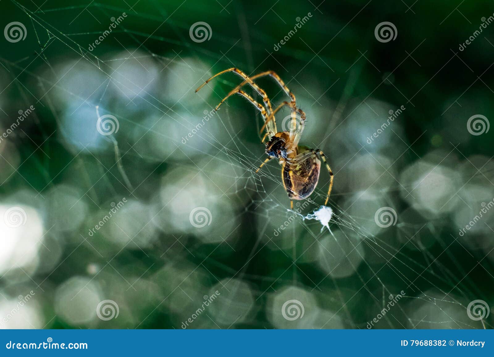 Spider eat caught insect stock photo. Image of animal - 79688382