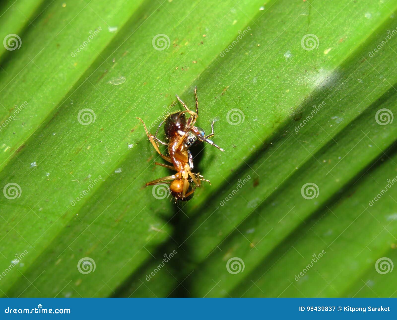 Spider / Eat Insect in Nature Stock Image - Image of blue, dragonfly ...