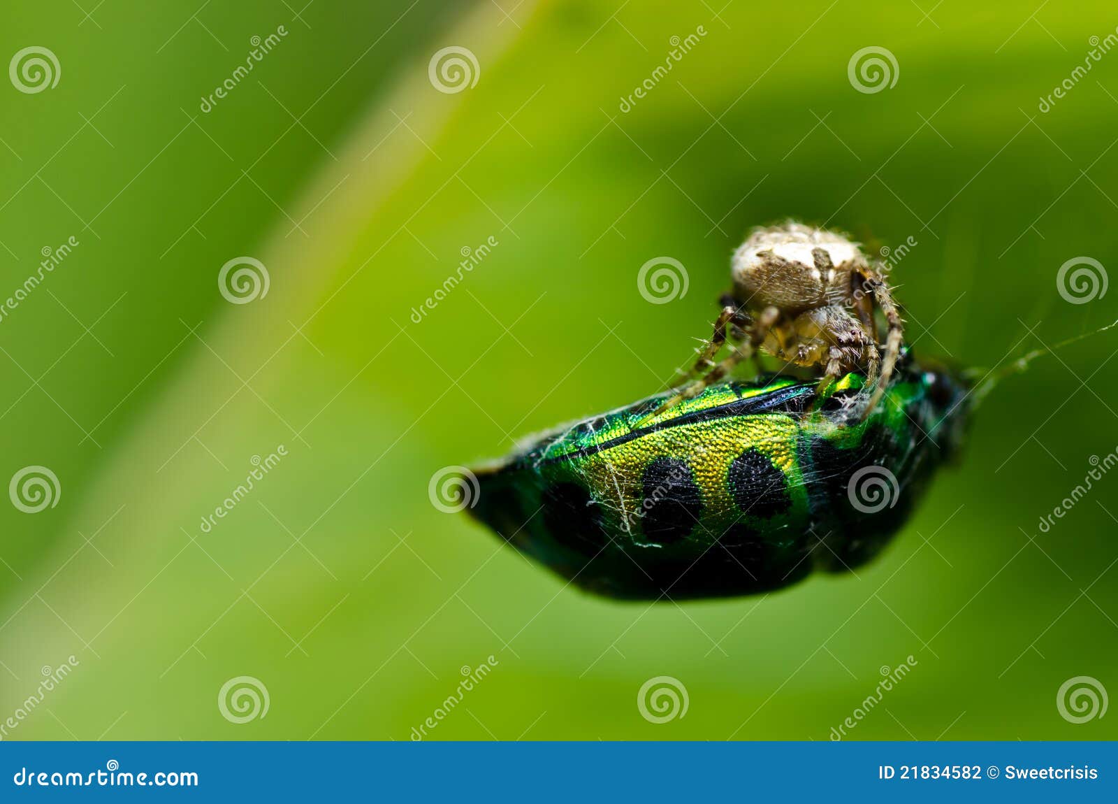 Spider eat jewel beetle stock photo. Image of spider - 21834582