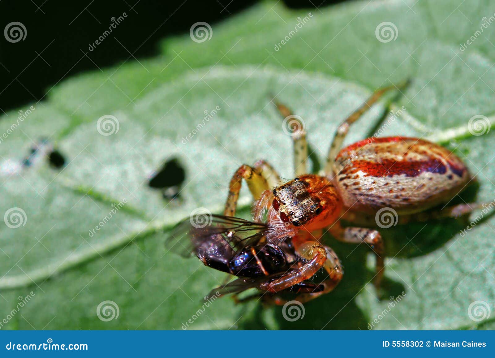 Spider Eating stock photo. Image of orange, spider, arachnophobia - 5558302