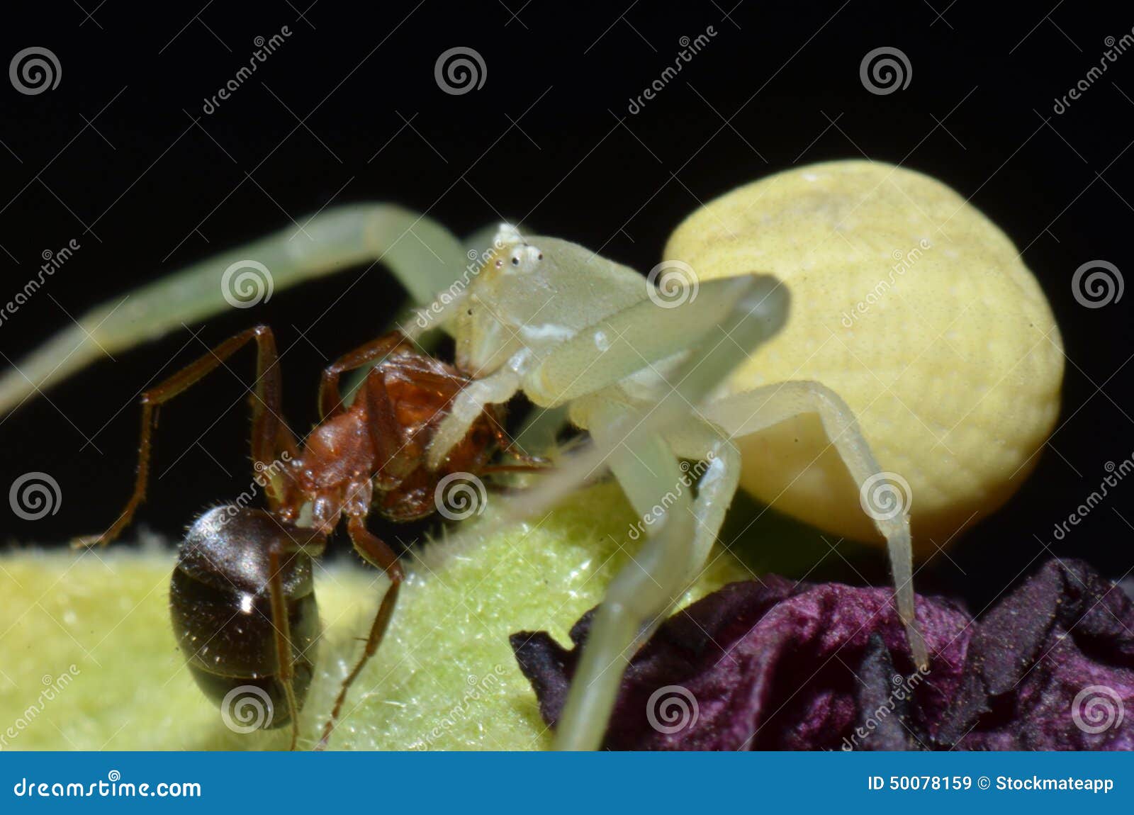 Spider eating ant stock image. Image of spider, eating - 50078159