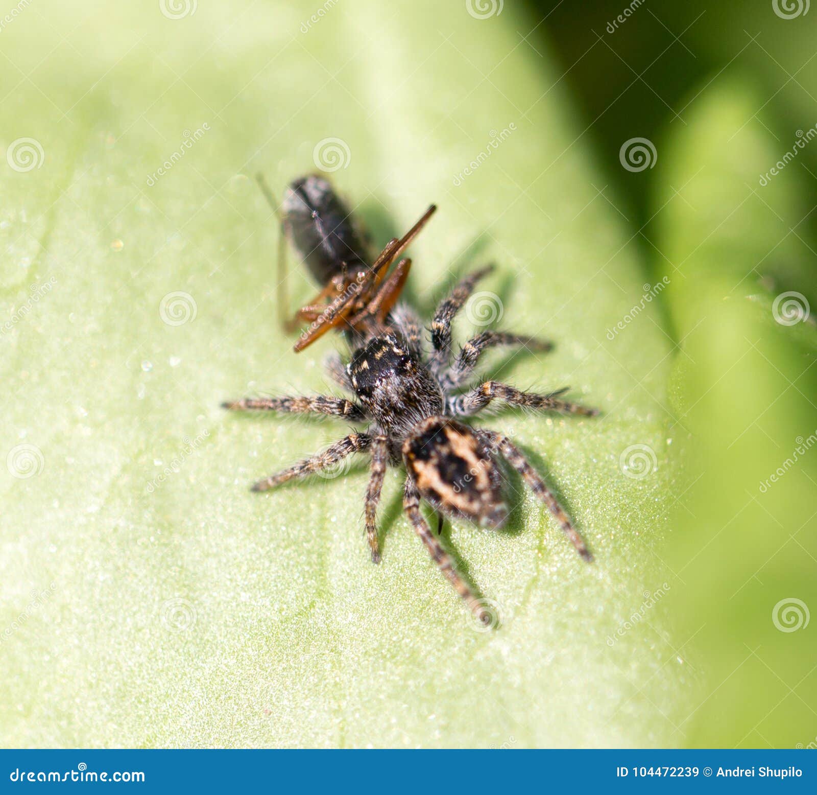 Spider Eating an Ant. Macro Stock Image - Image of cobwebby, arachnid ...