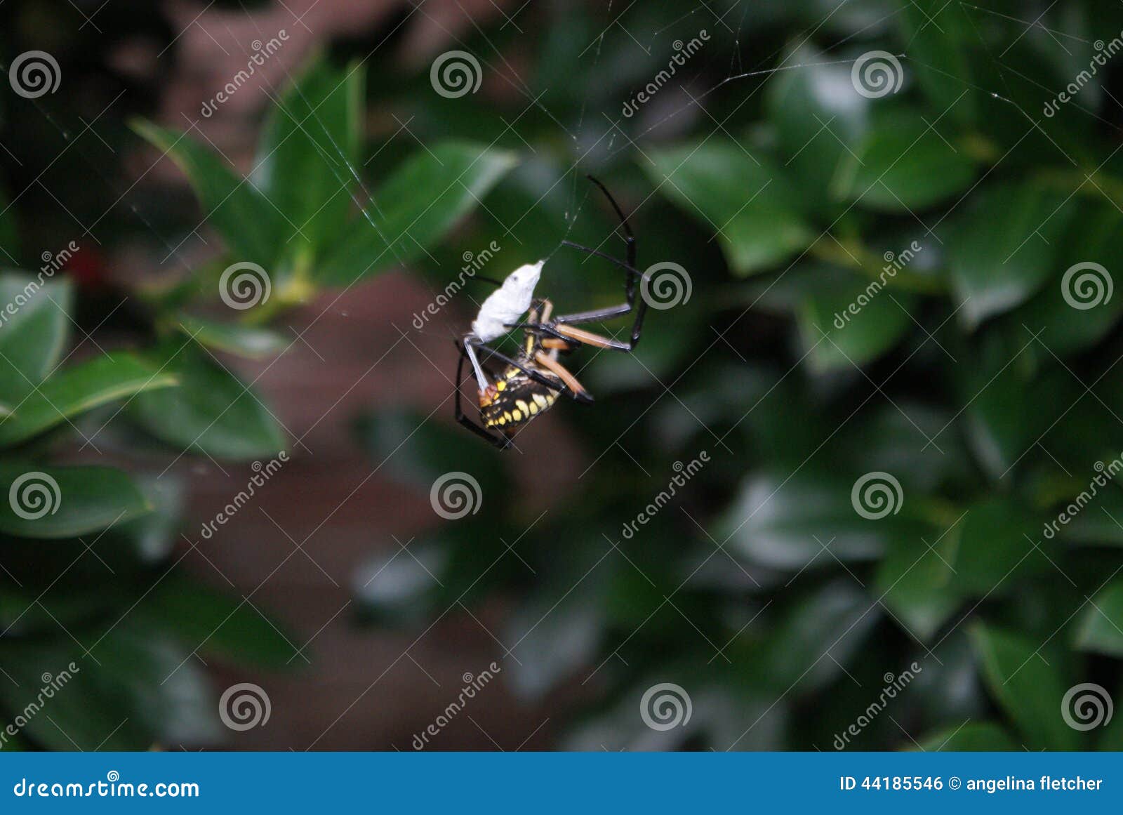 Tarantula Eating Frog