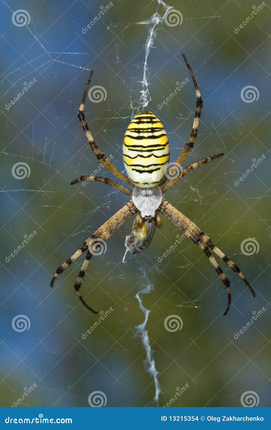 Spider eating a bee stock photo. Image of macro, poisonous - 13215354