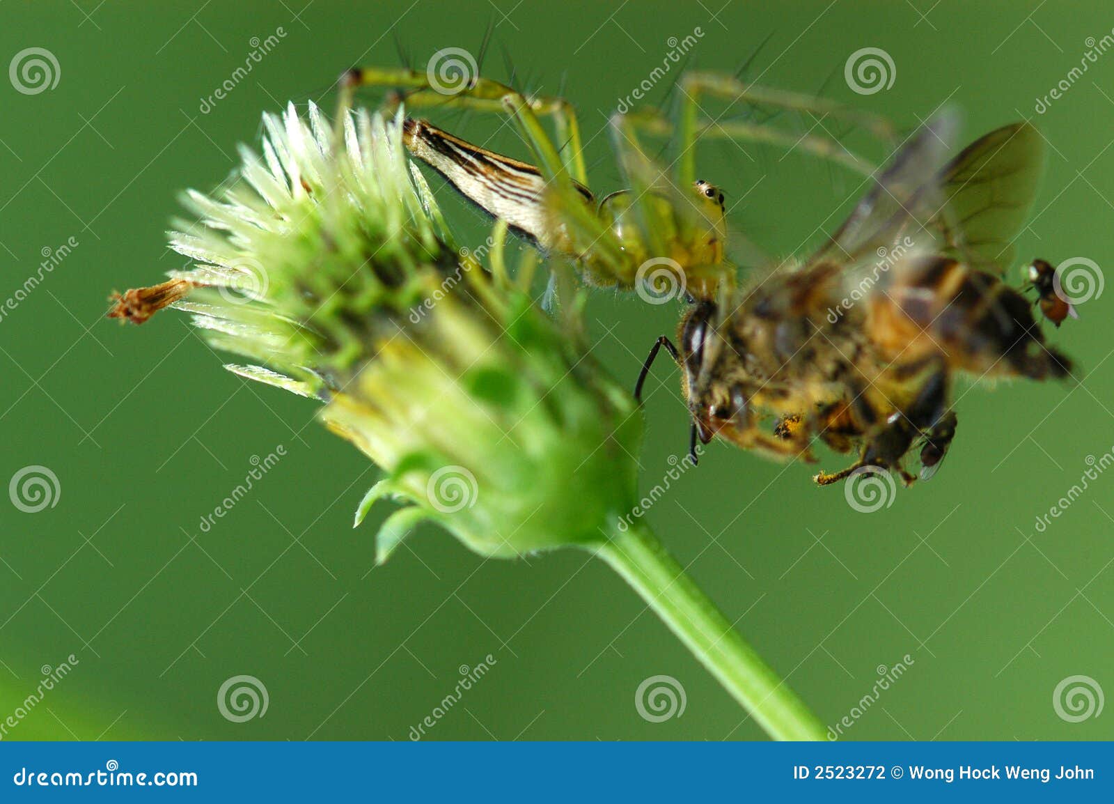Spider eating a bee stock photo. Image of prey, wilderness - 2523272