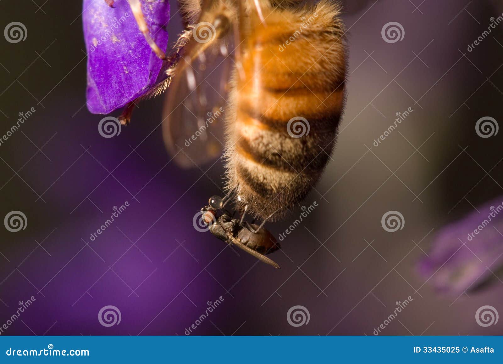 Spider eating bee stock image. Image of danger, secretive - 33435025