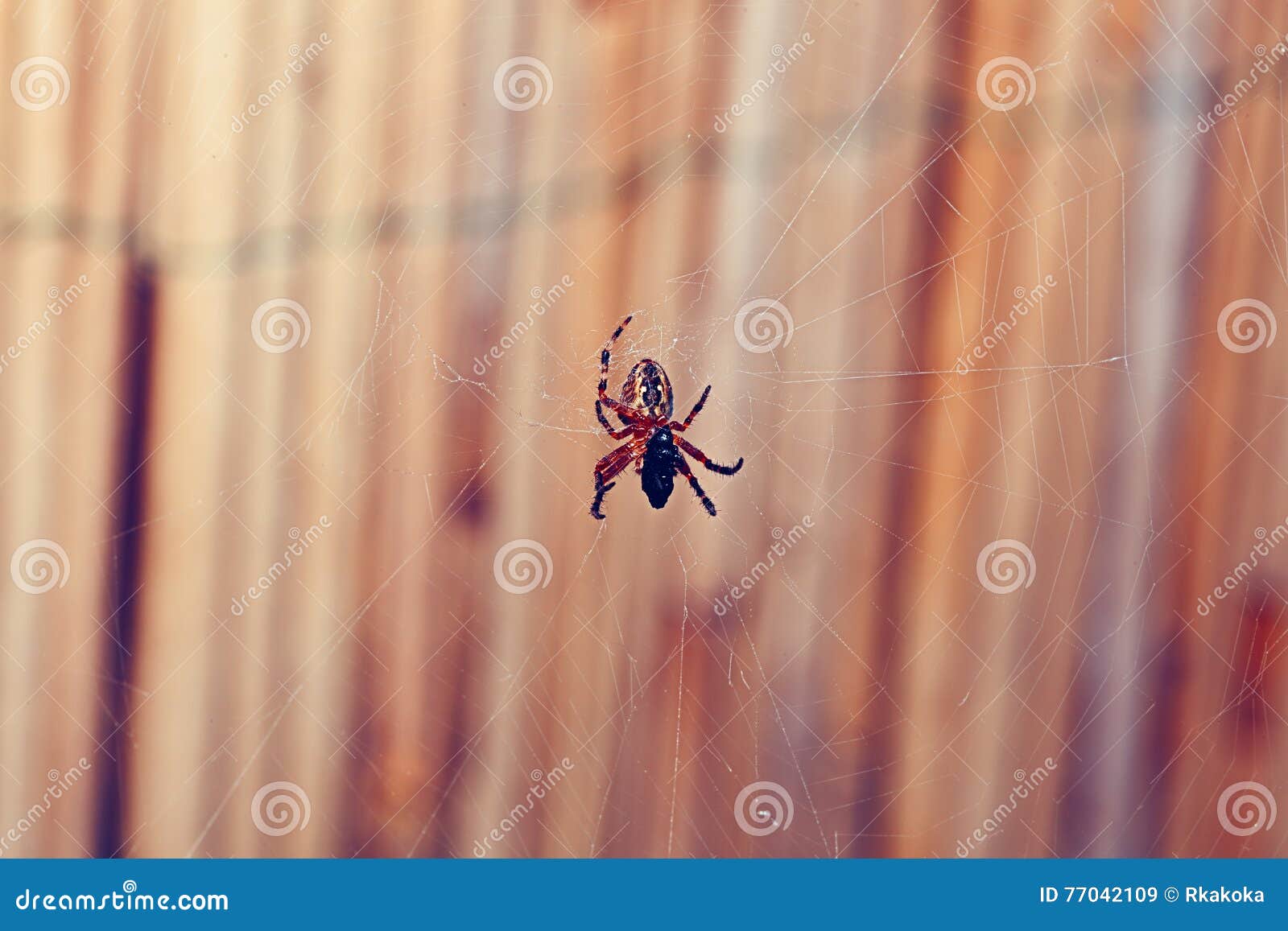 Spider eating a bug 2 stock image. Image of bite, color - 77042109