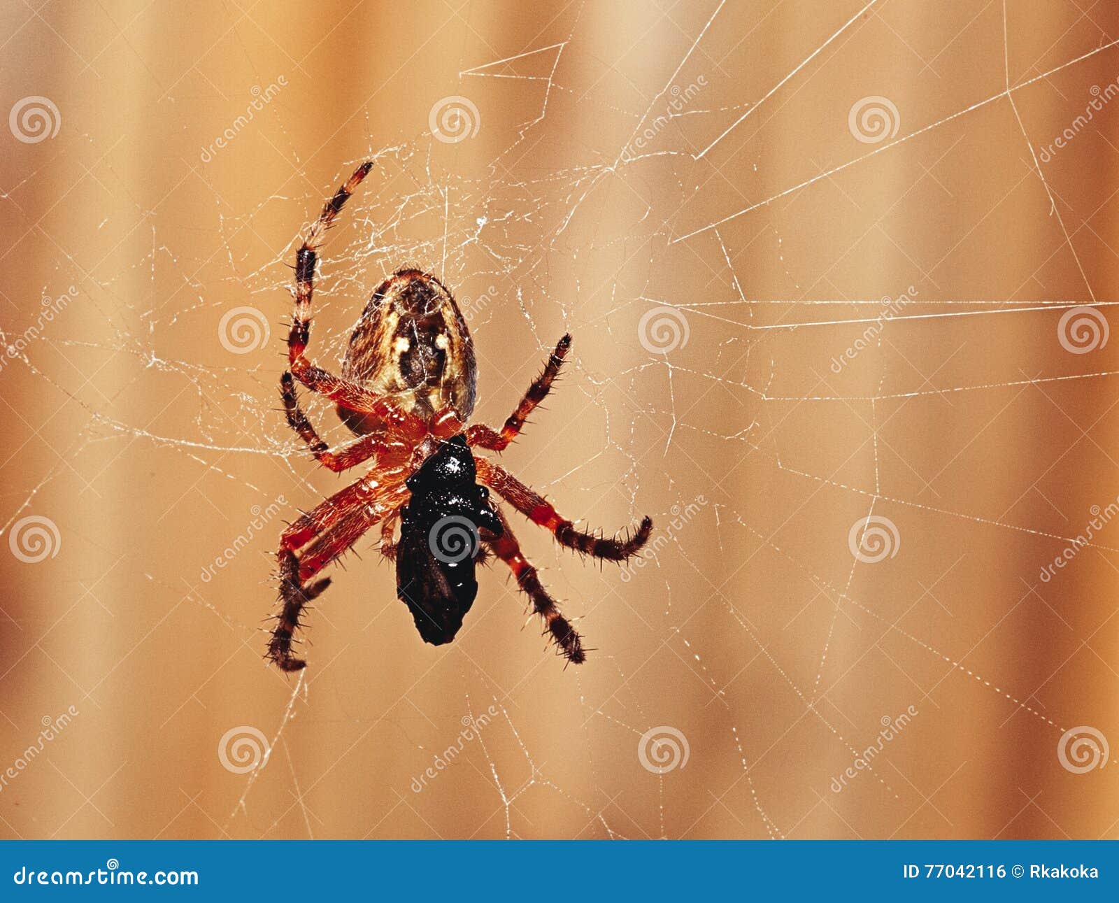 Spider eating a bug stock photo. Image of color, background - 77042116