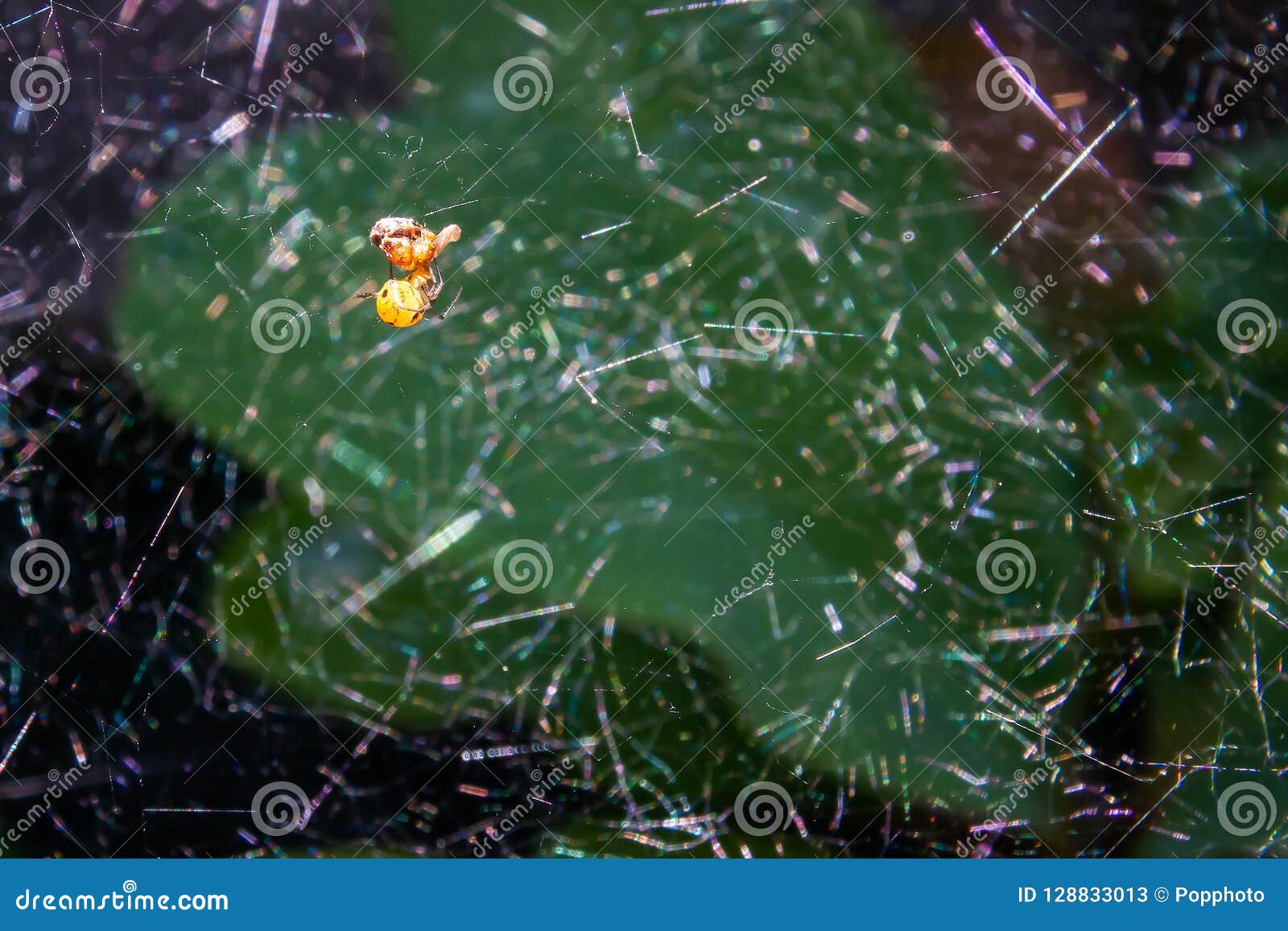 Spider Eating Bug on Cobweb Stock Image - Image of eating, intricacy ...