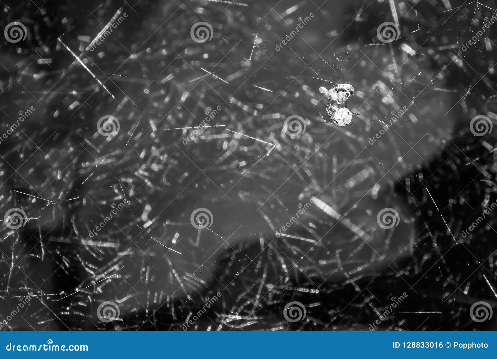 Spider Eating Bug on Cobweb Stock Photo - Image of darkness, spider ...