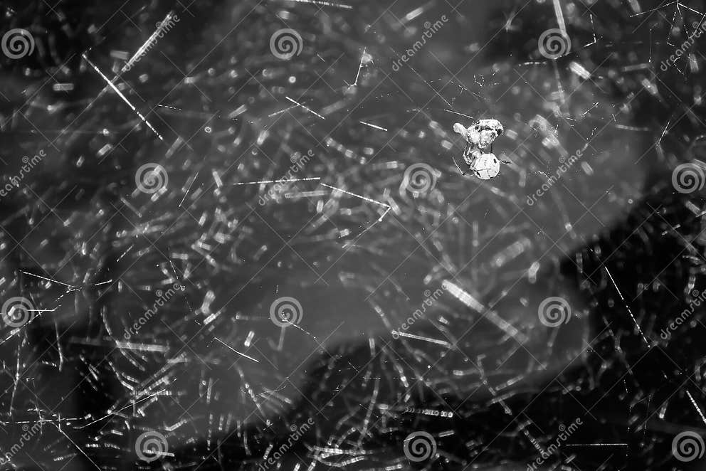 Spider Eating Bug on Cobweb Stock Photo - Image of darkness, spider ...