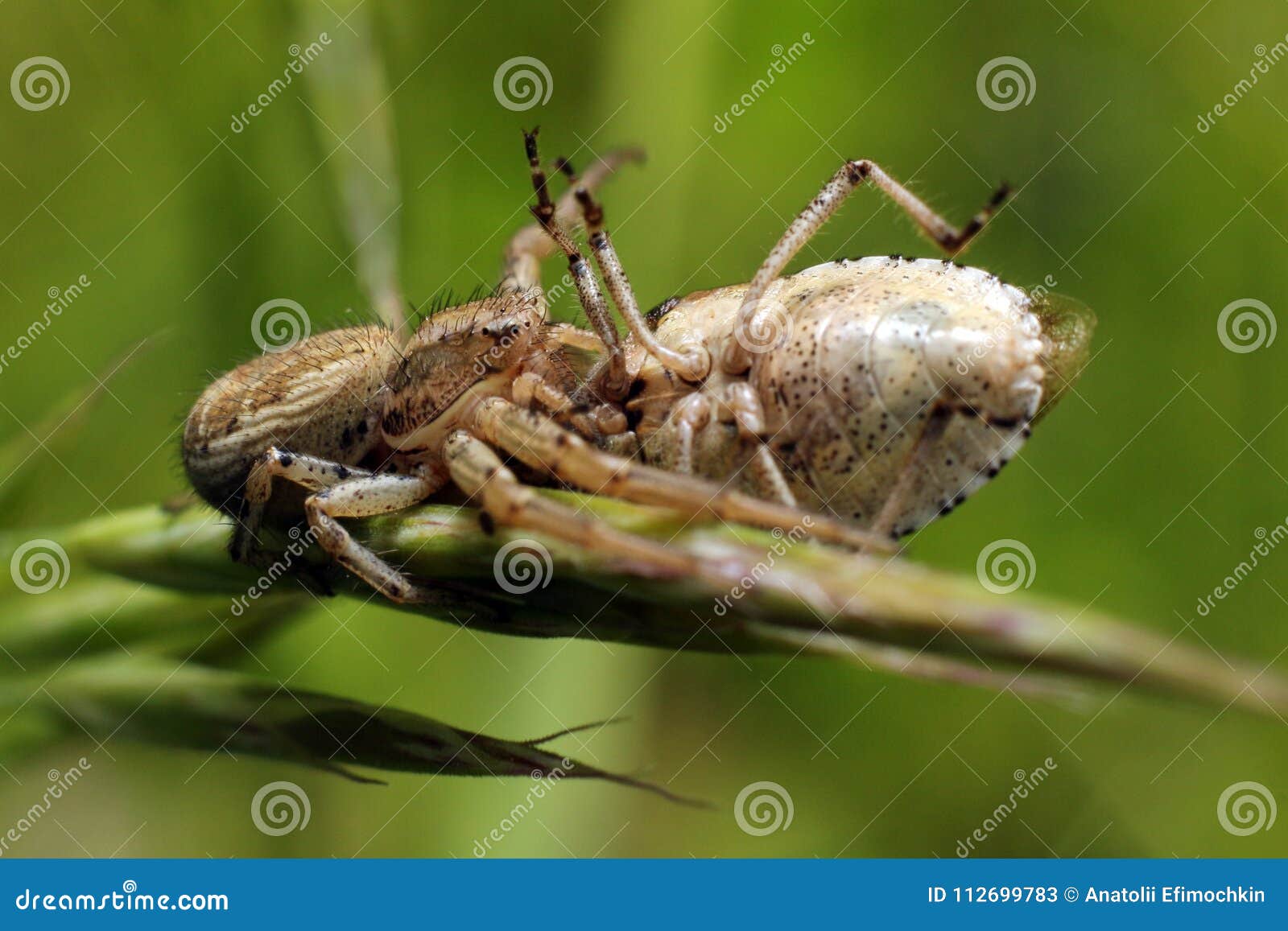 Spider Eating a Bug in the Field Stock Image - Image of eating, fell ...
