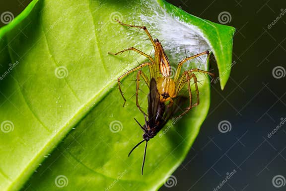 Spider Eating Bug on the Leaf Stock Image - Image of spider, symbol ...