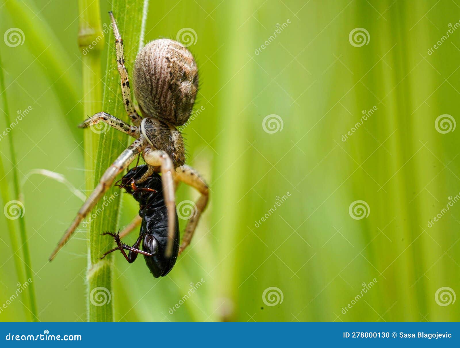 Spider eating a bug stock photo. Image of biology, beetle - 278000130