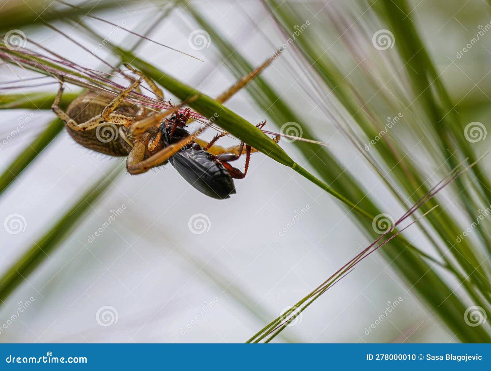 Spider eating a bug stock photo. Image of prey, dragonfly - 278000010
