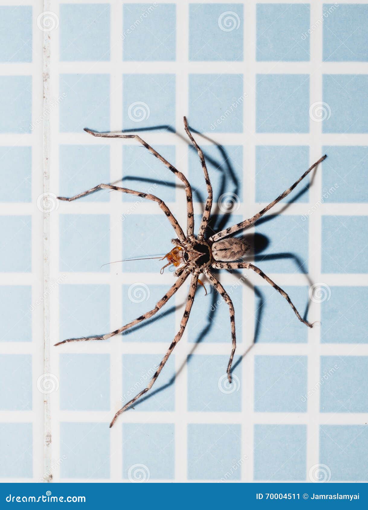 Spider eating a cockroach stock image. Image of small - 70004511