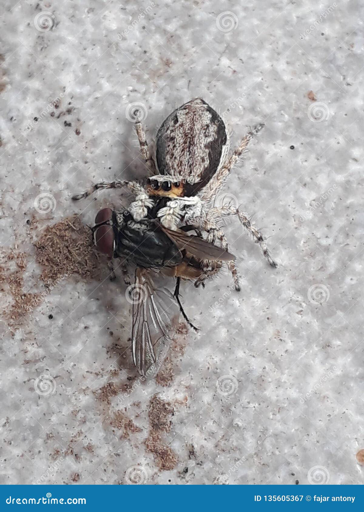 Spider eating flies stock image. Image of spider, flying - 135605367