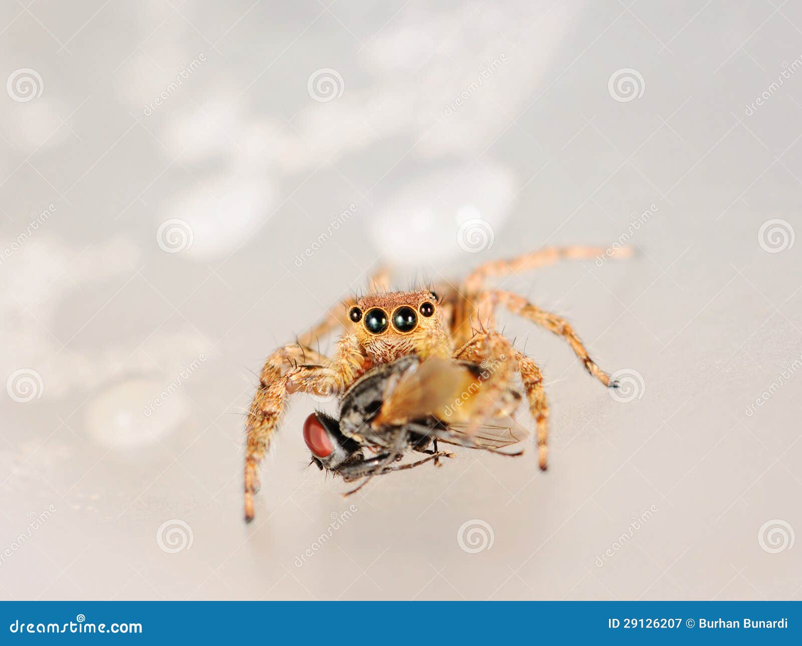 Spider eating a fly stock image. Image of spider, arachnid - 29126207