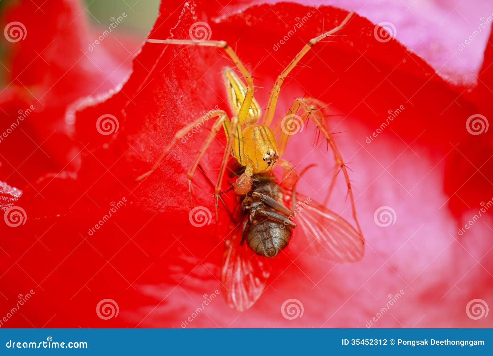 Spider eating fly stock photo. Image of orange, prey - 35452312