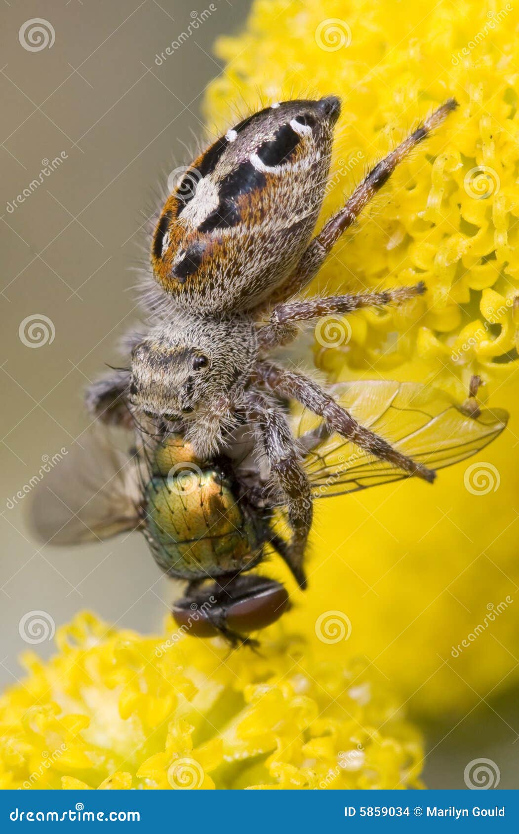 Spider Eating Fly stock photo. Image of spider, feed, chilling - 5859034