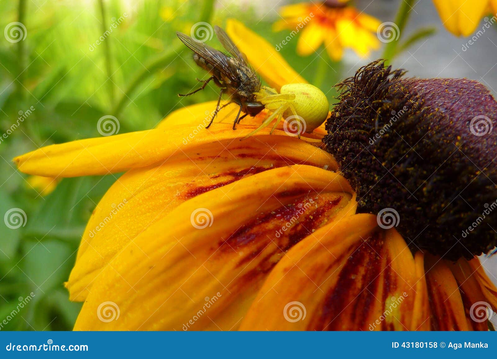 Spider eating a fly stock photo. Image of insect, nectar - 43180158