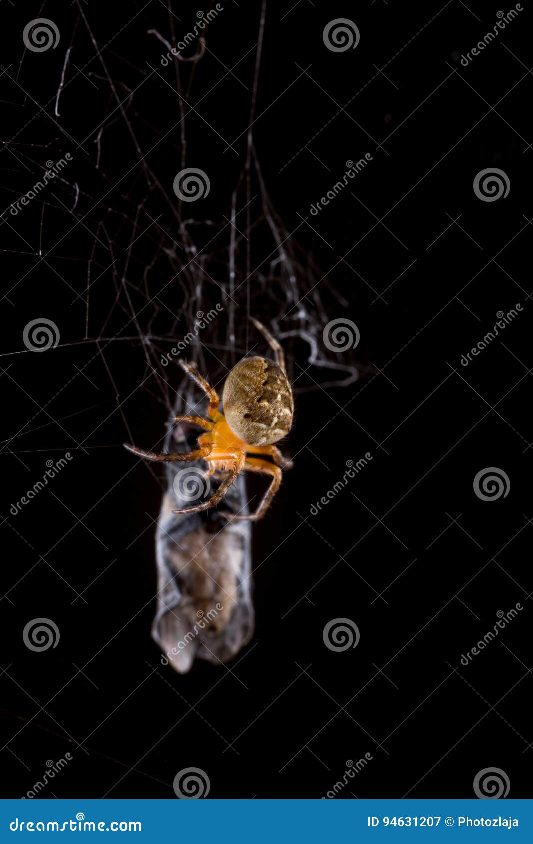 Spider Eating Fly Caught in the Net with Black Background Stock Image ...