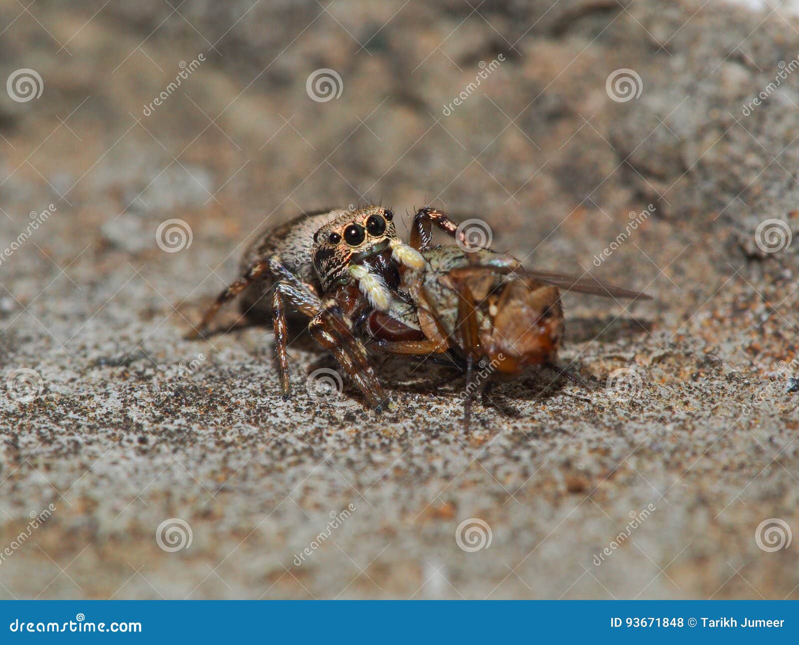 Spider eating fly stock photo. Image of spider, meal - 93671848