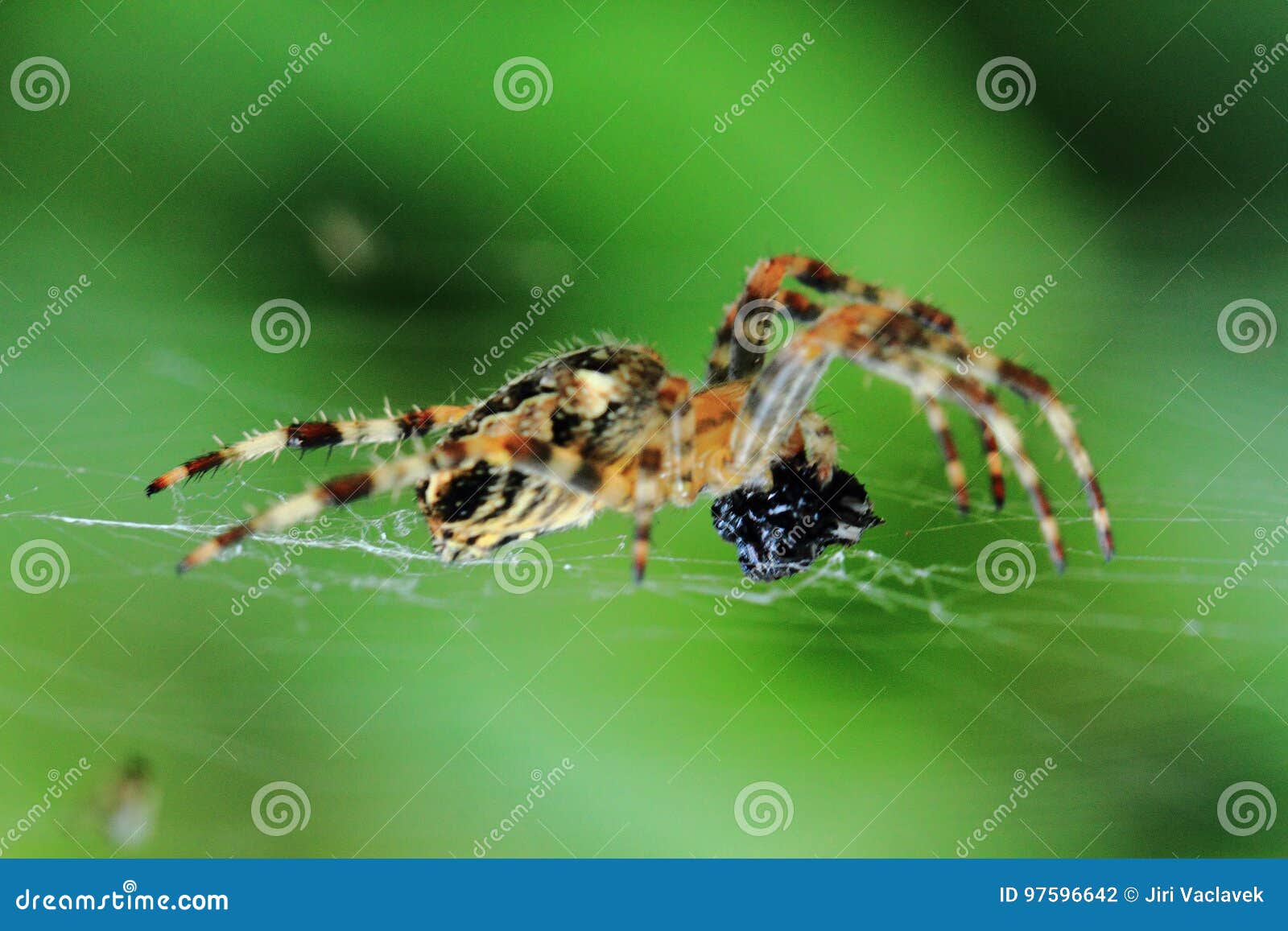Spider is eating fly stock photo. Image of cross, predator - 97596642