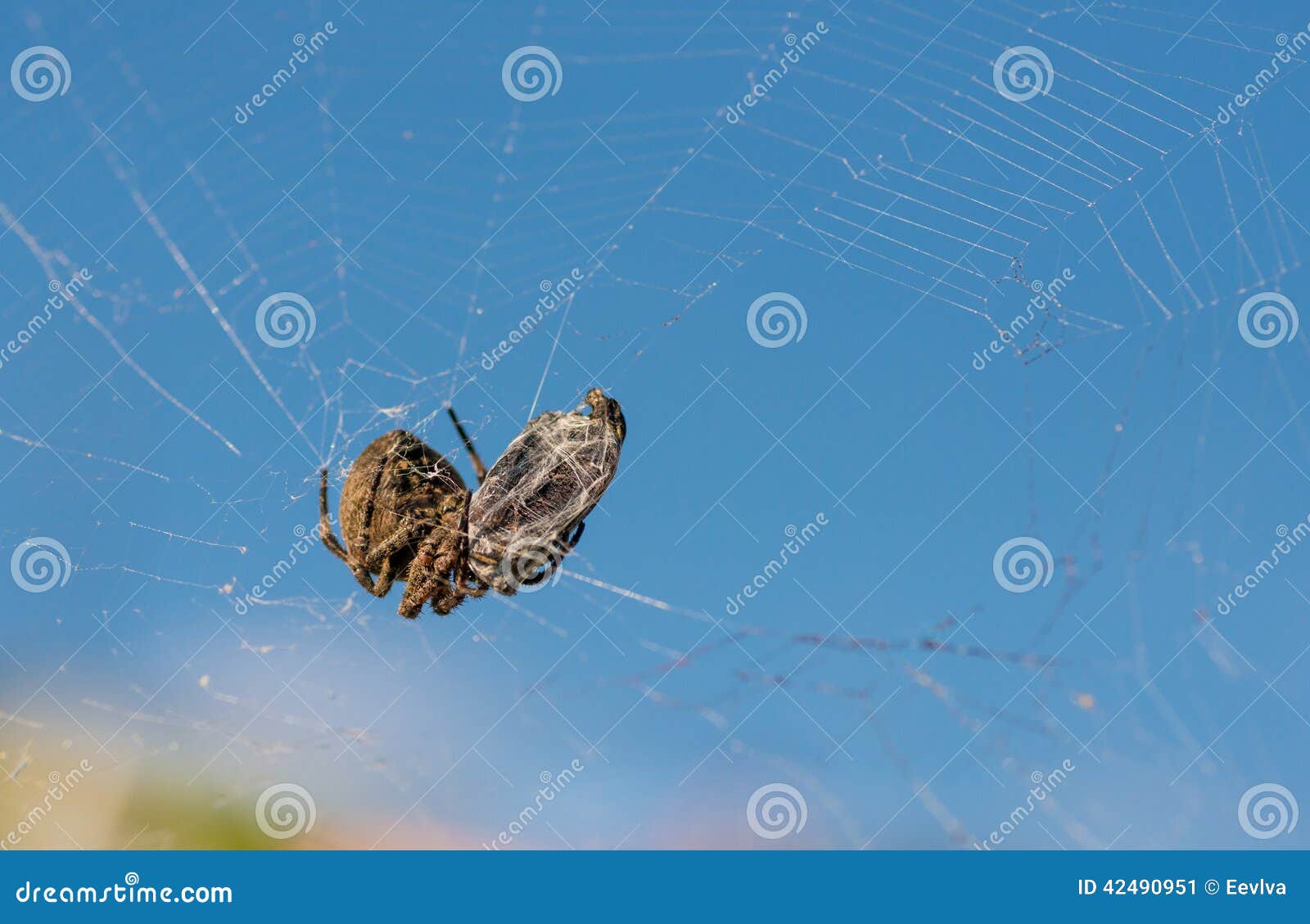 Spider eating his prey. stock image. Image of european - 42490951