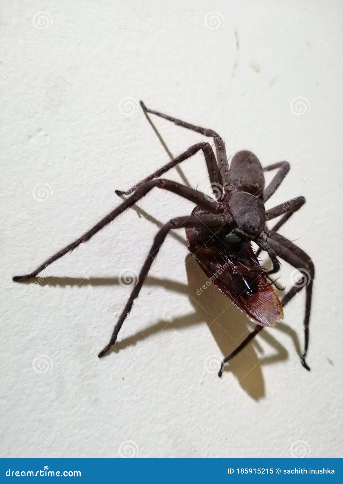 Spider eating insect stock image. Image of spider, eting - 185915215