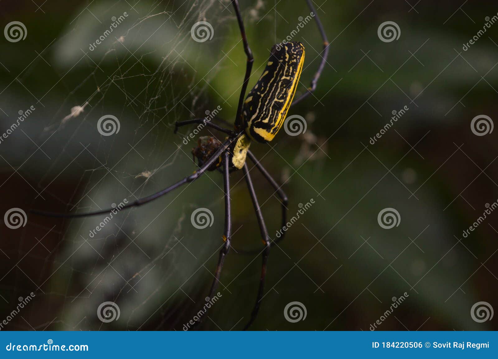 A Spider Eating Insect in Web Stock Photo - Image of garden, animal ...