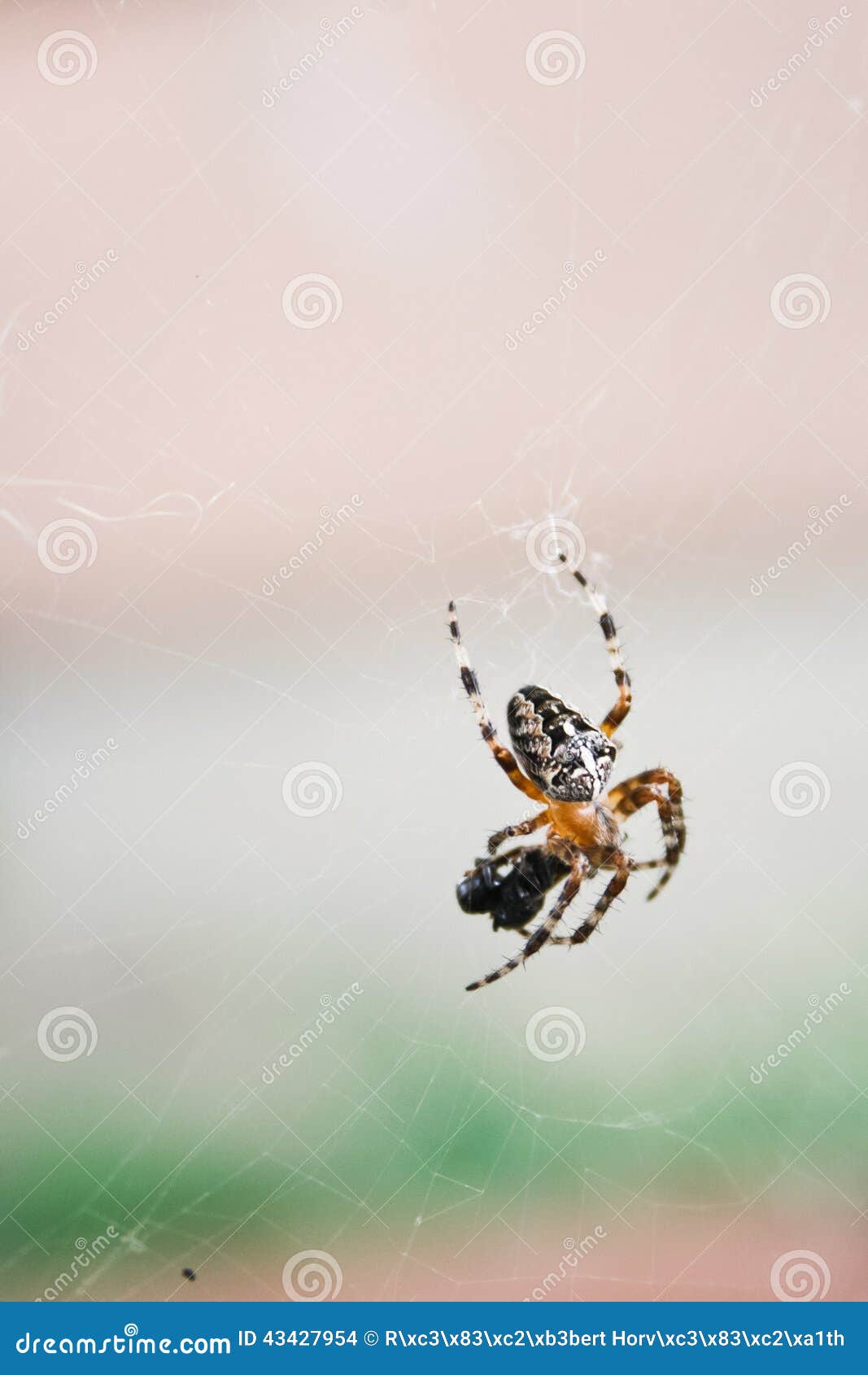 Spider stock photo. Image of feeds, nature, spider, eating - 43427954