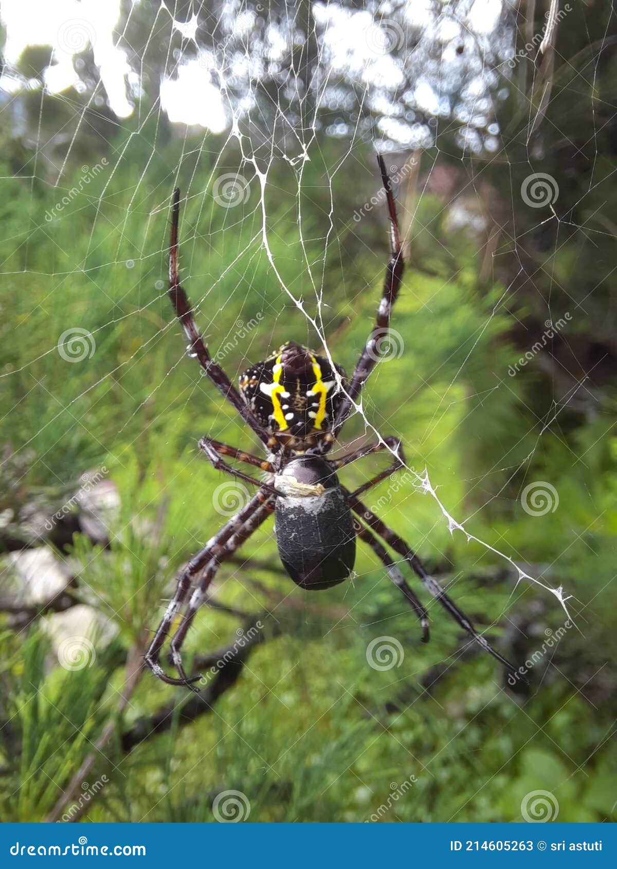 A Spider that is Eating Its Prey Stock Image - Image of pest, nature ...