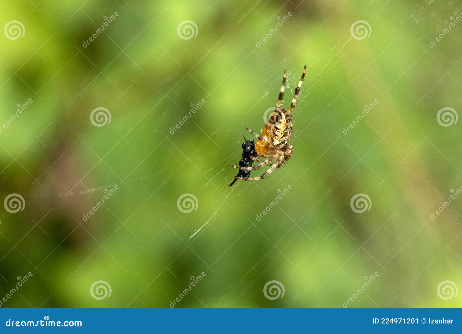 Spider eating its prey stock image. Image of spider - 224971201