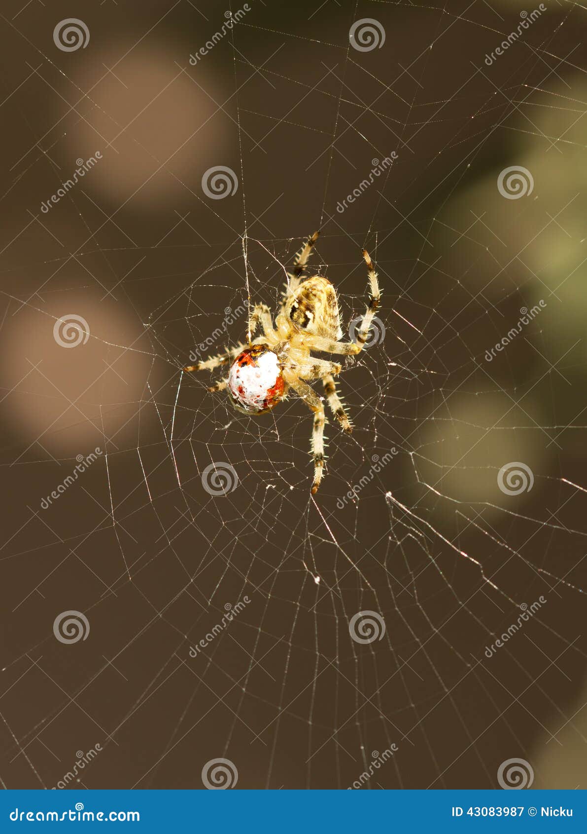 Spider eating a Ladybug stock image. Image of small, eats - 43083987