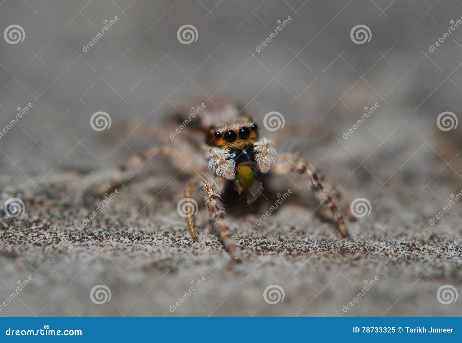 Spider eating prey stock image. Image of meal, greyish - 78733325
