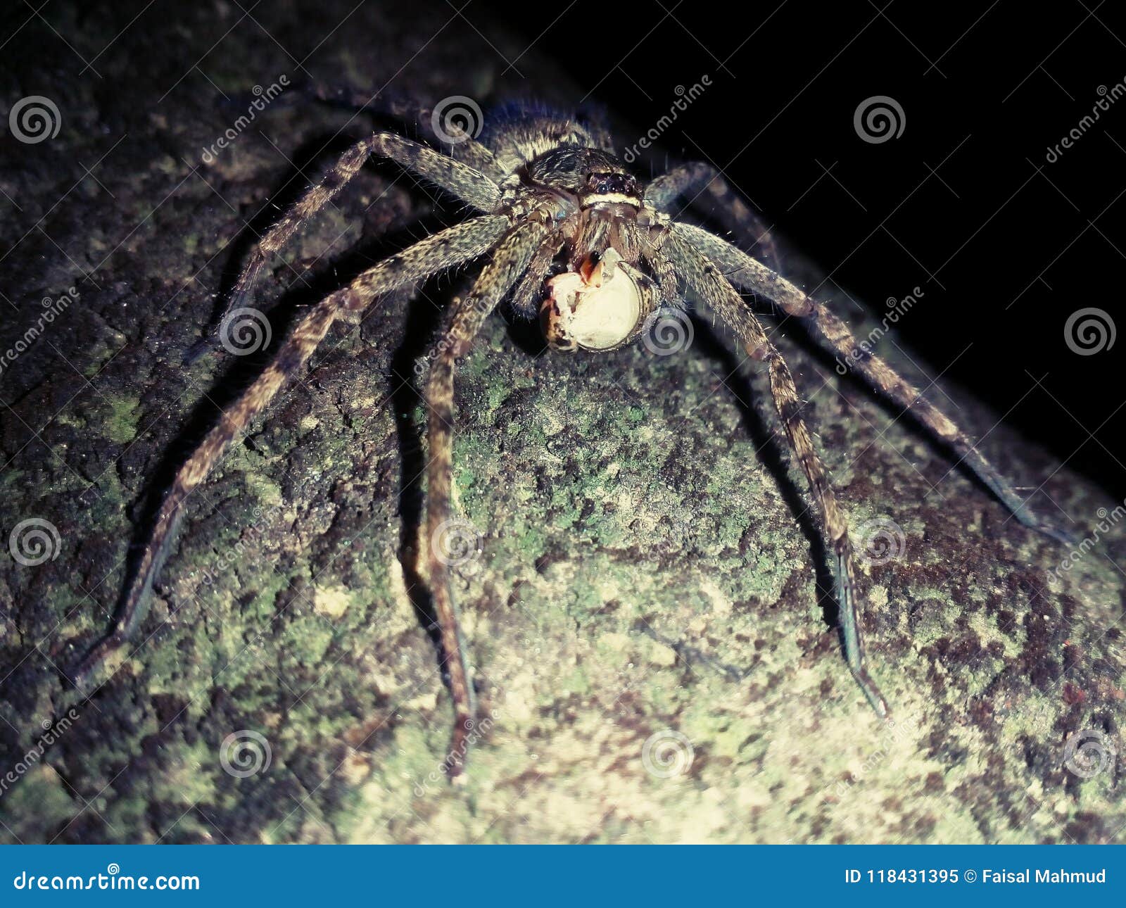 Spider eating stock image. Image of eating, wildlife - 118431395