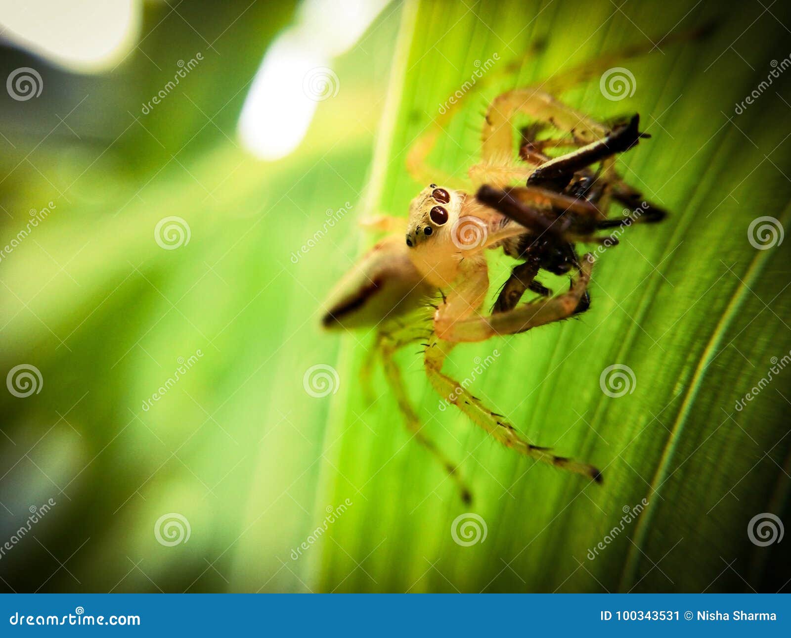 Spider eating spider stock image. Image of spider, leaves - 100343531