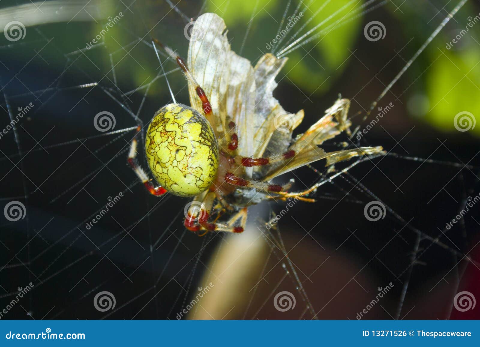 Spider eating a victim. stock photo. Image of paws, beauty - 13271526