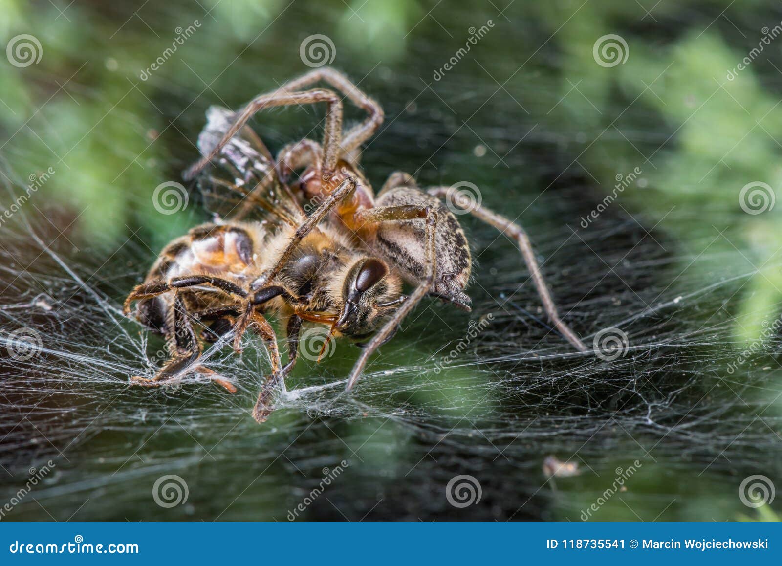 Spider eating wasp stock image. Image of poland, macro - 118735541