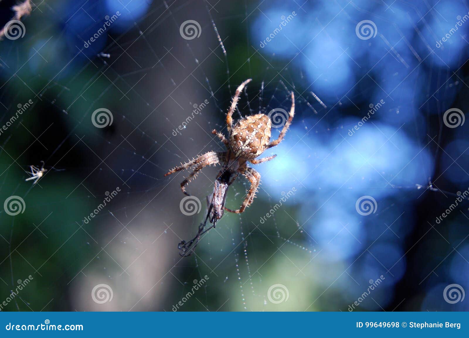 Spider Eating on Web stock photo. Image of attack, hairy - 99649698
