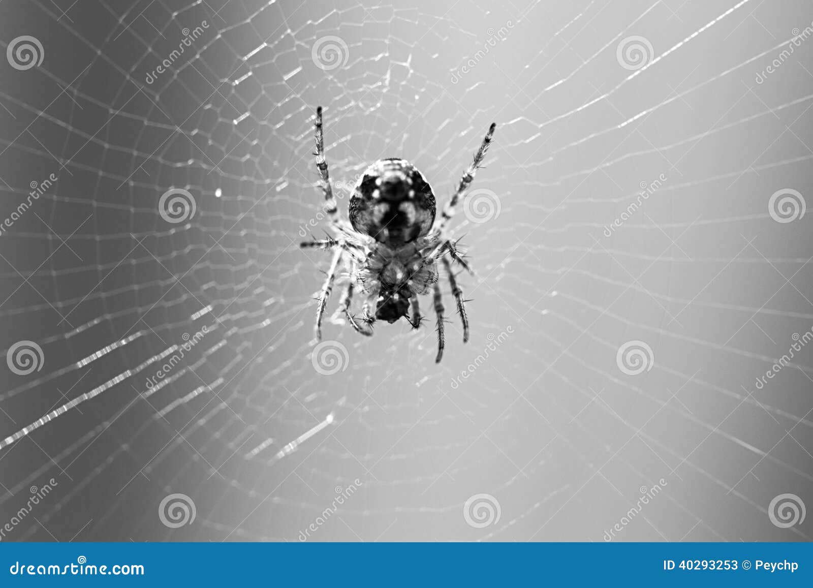 Spider eating on web stock image. Image of spider, backgrounds - 40293253