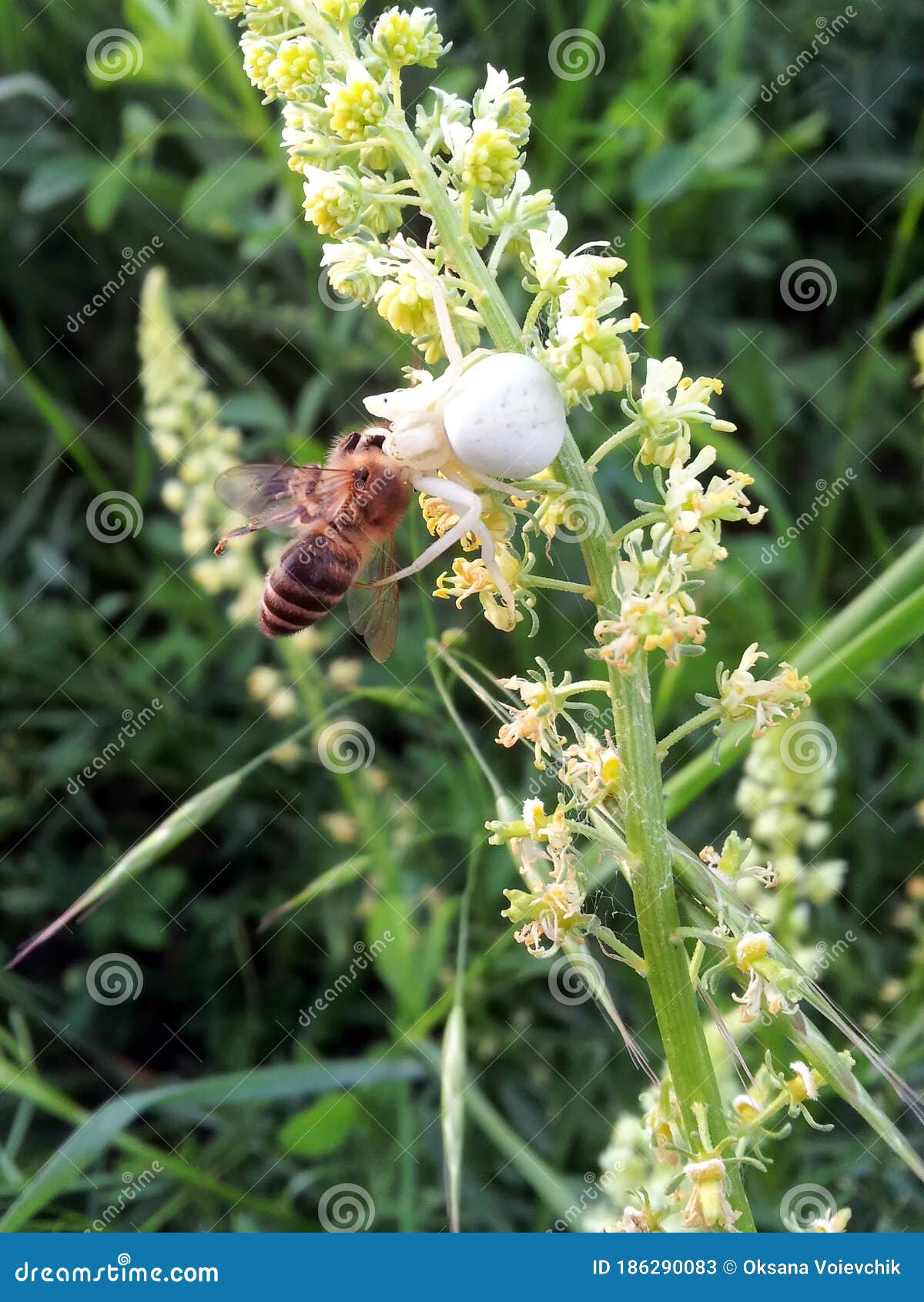 Spider eats bees stock image. Image of environment, outdoors - 186290083