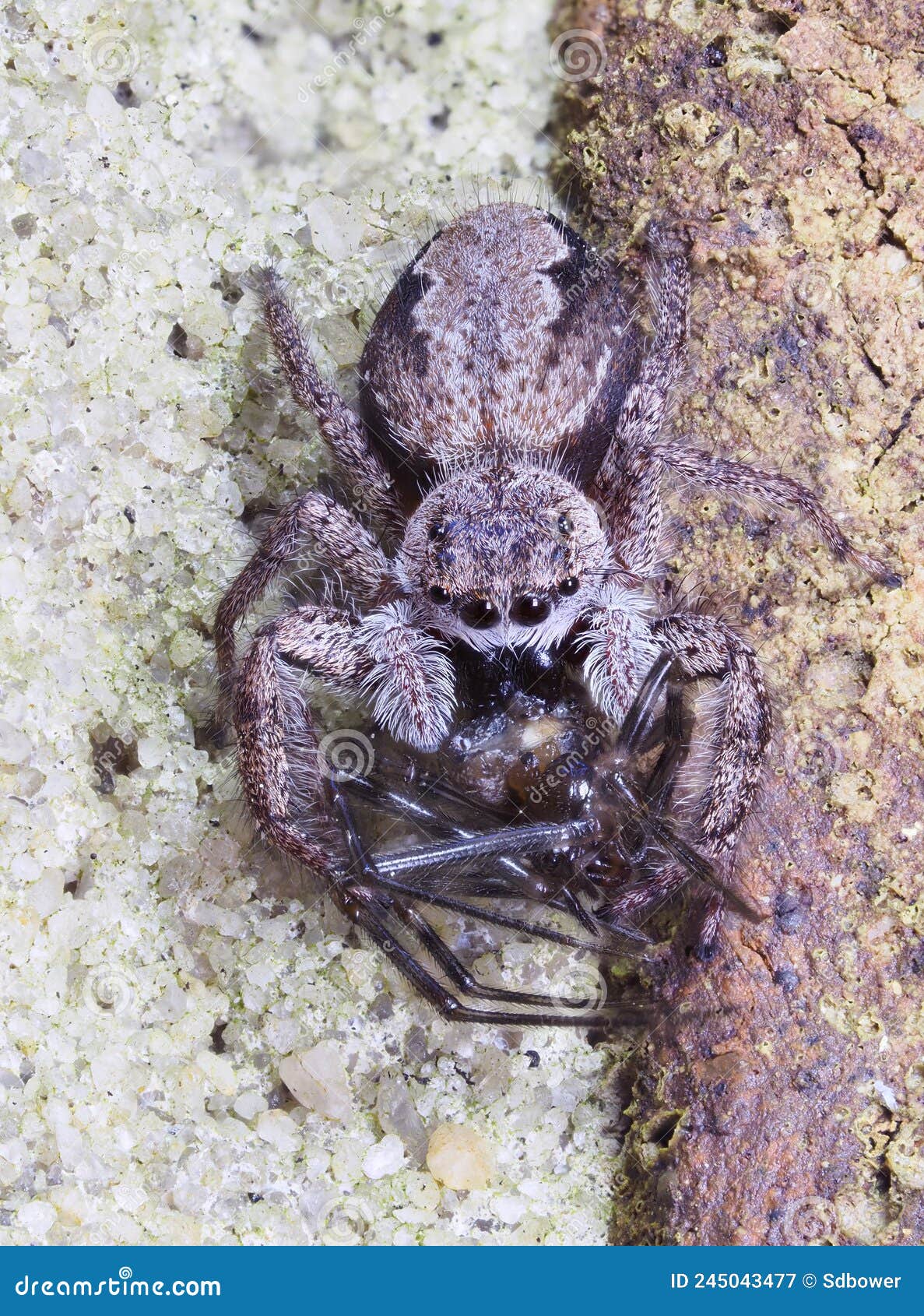 Spider Eats Spider, a Closeup Focus Stacked Image of a Tan Jumping with ...