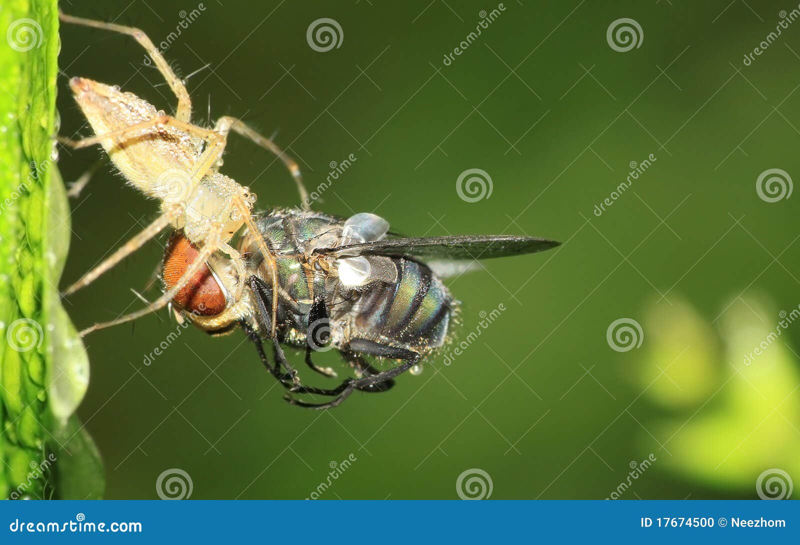 Spider eats a fly stock photo. Image of bokeh, prey, insects - 17674500