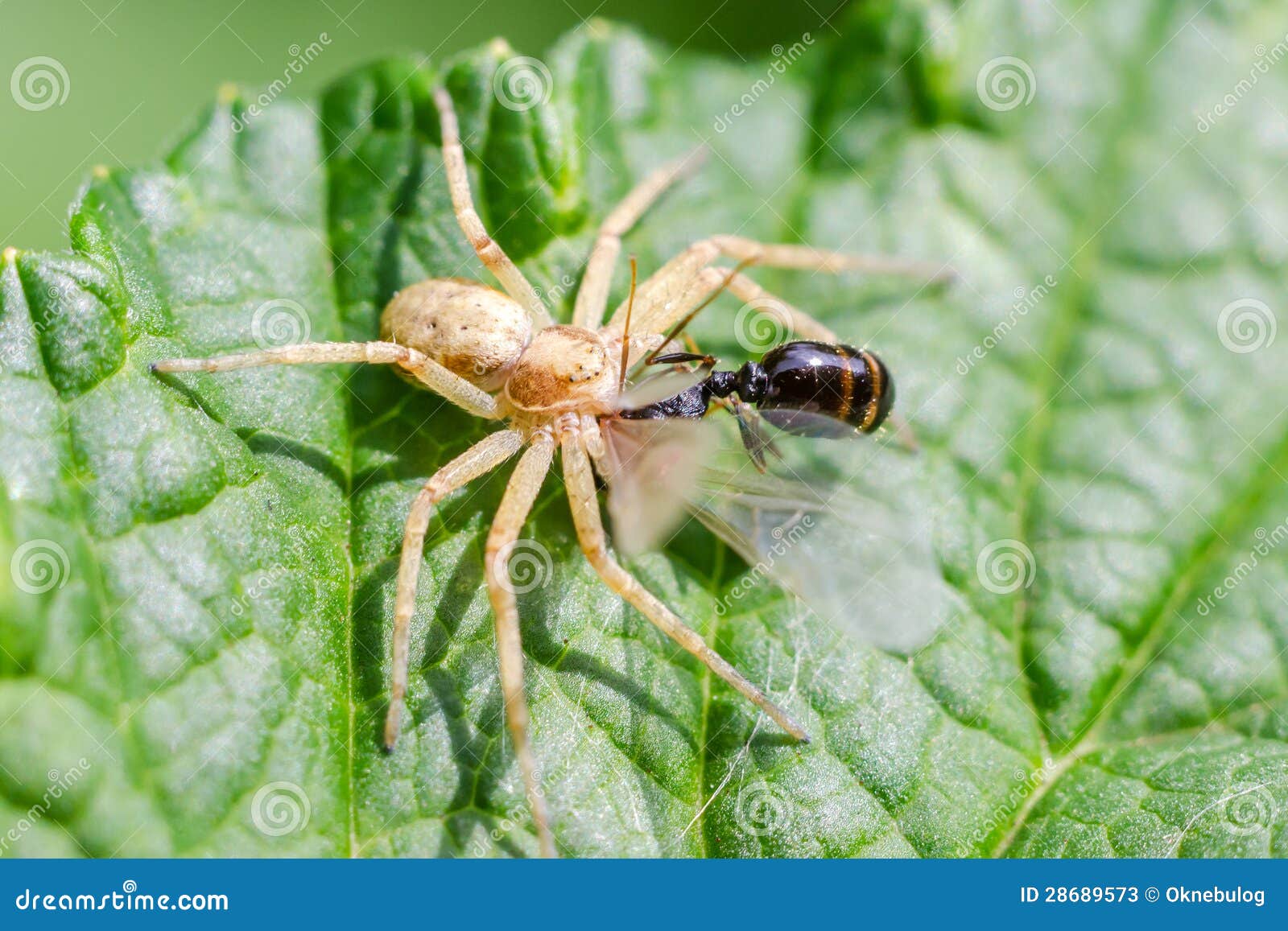 Spider eats insects stock image. Image of spider, arachnids - 28689573