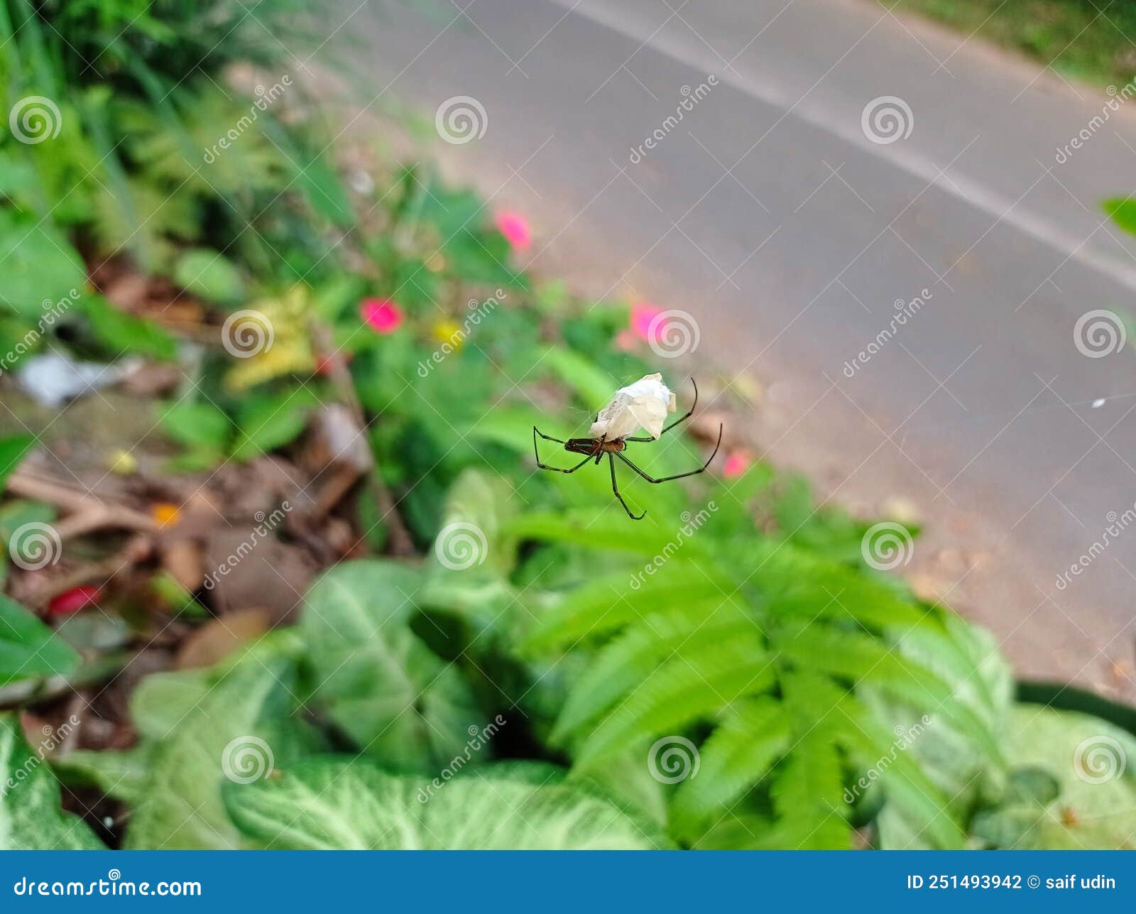 Spiders Prey on Their Catch in Their Nests in Tropical Forests Stock ...