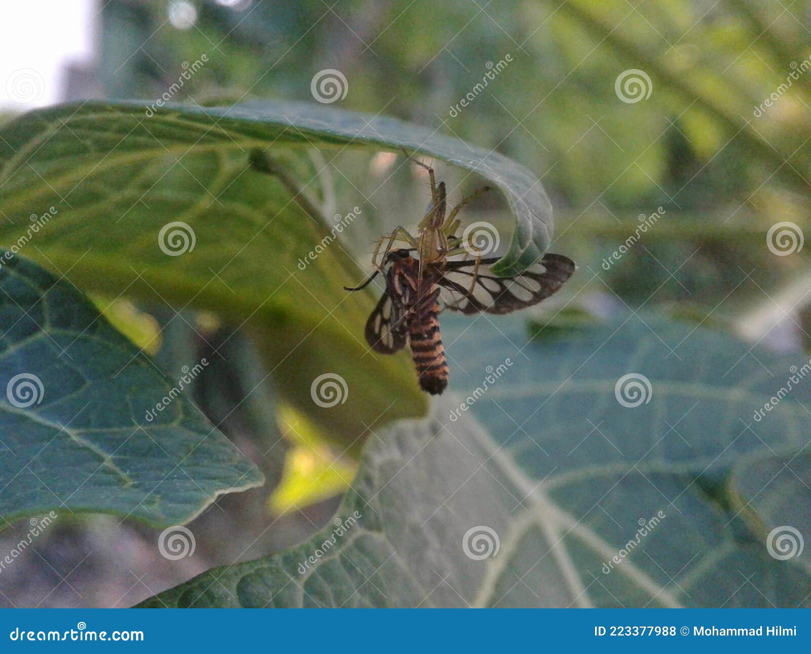 Spider Eats Tiger Moth on Papaya Leaf Stock Photo - Image of eats ...