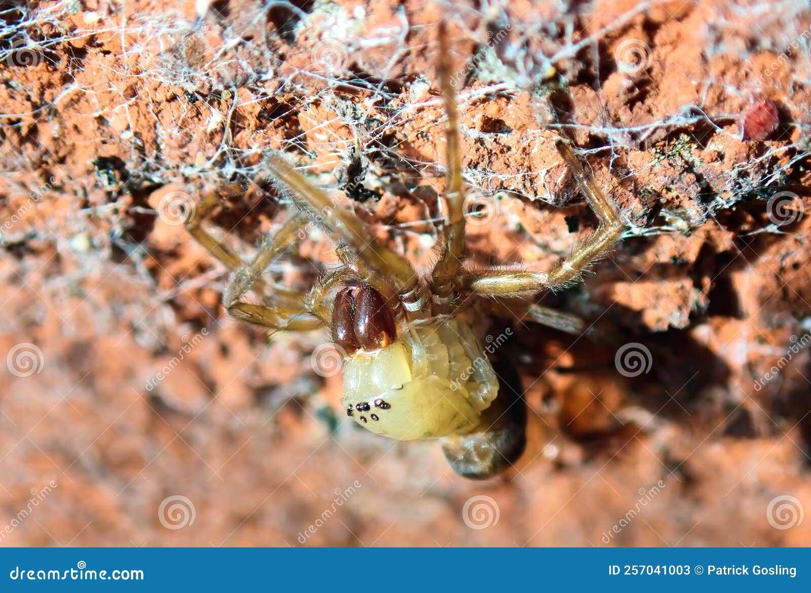 Spider ecdysis macro. stock image. Image of shell, skin - 257041003