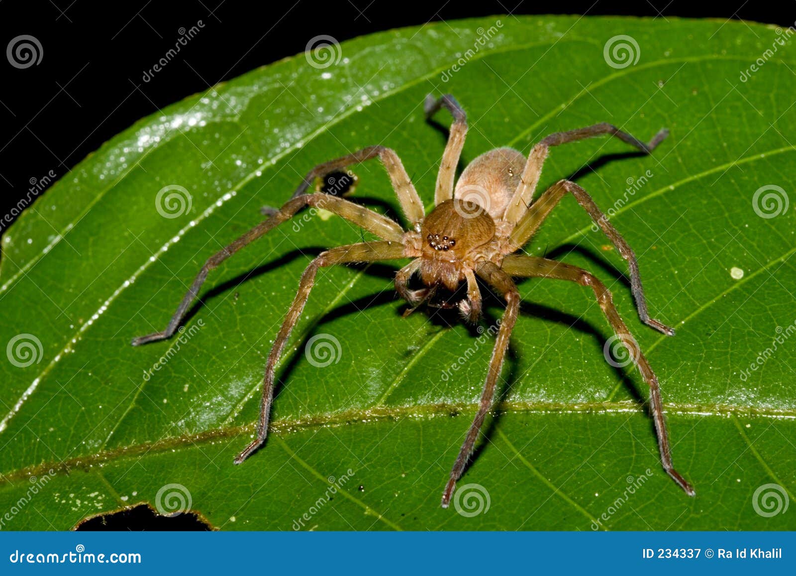Spider-Ecuador stock image. Image of kapawi, ecuador, wildlife - 234337
